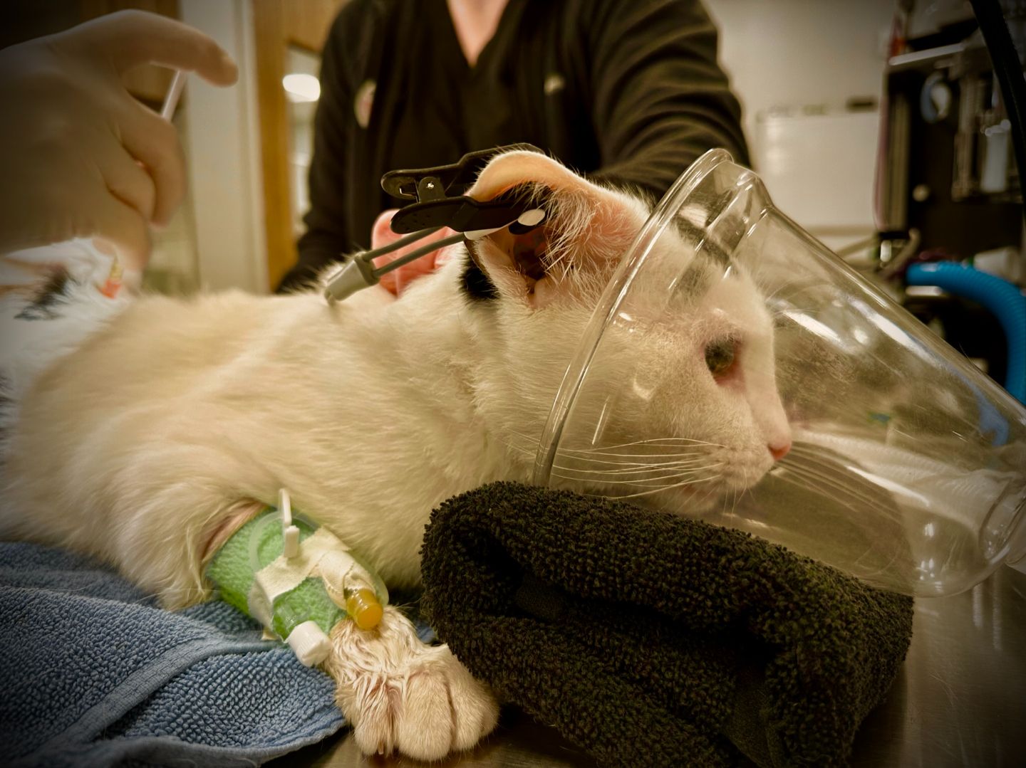 Veterinary Hospital - Mountain View Animal Hospital